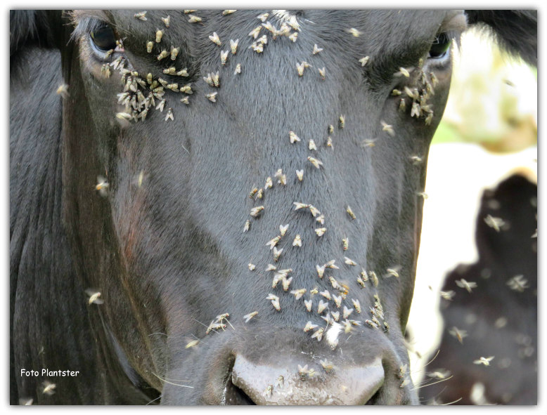 Vliegenplaag | Groene Vingers