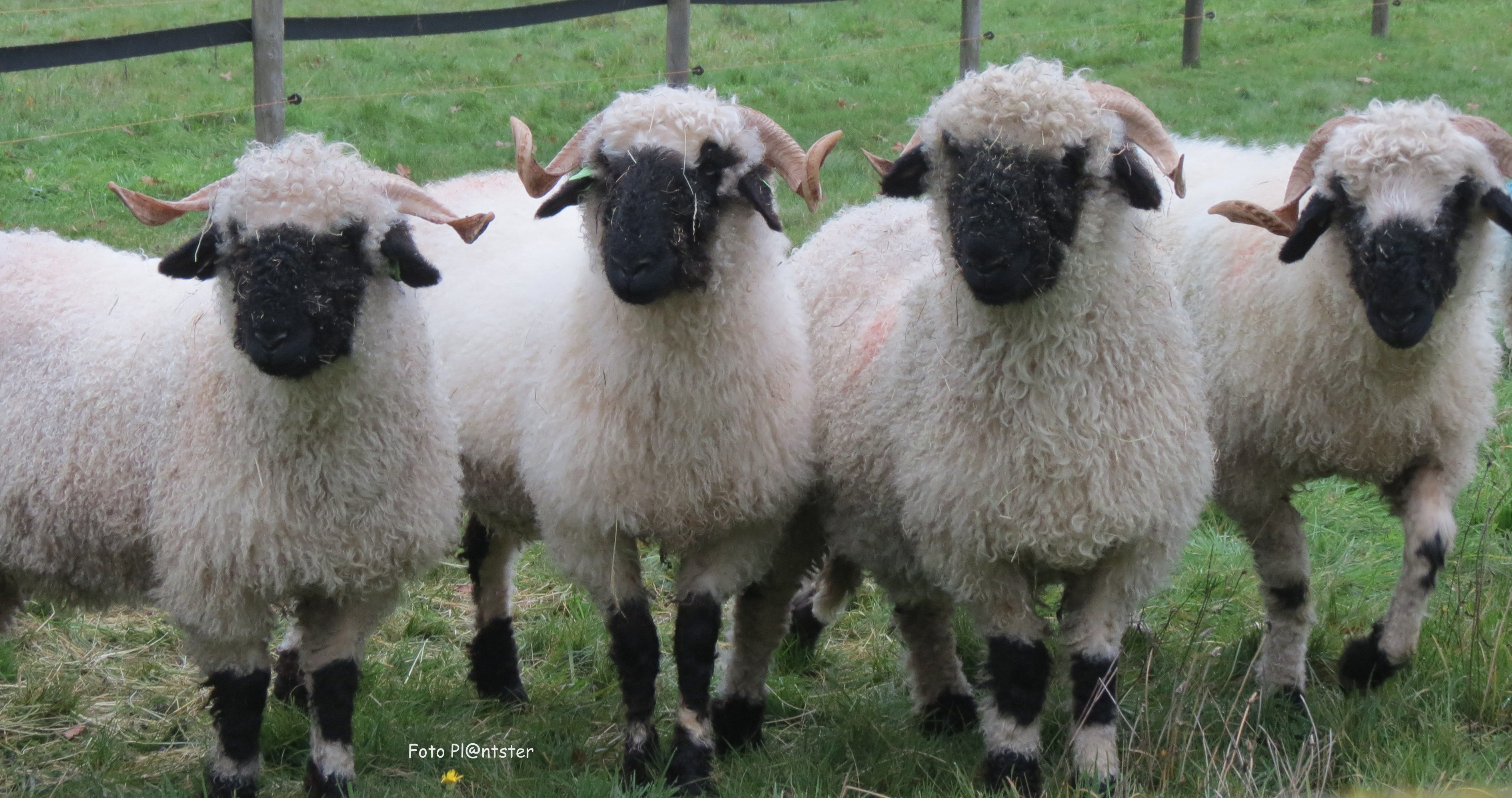 Zwarte neus | Groene Vingers
