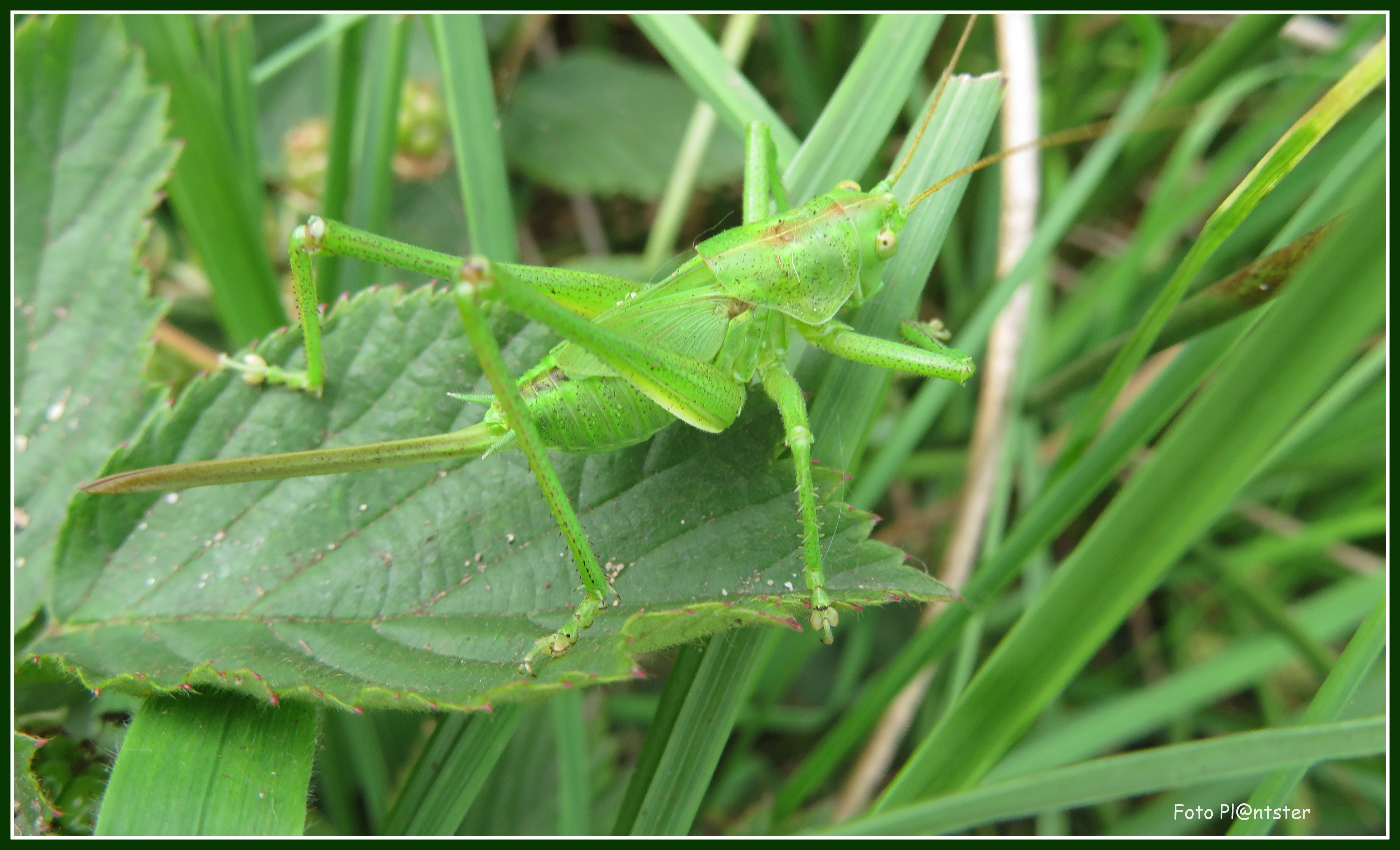 Groene sprinkhaan | Groene Vingers
