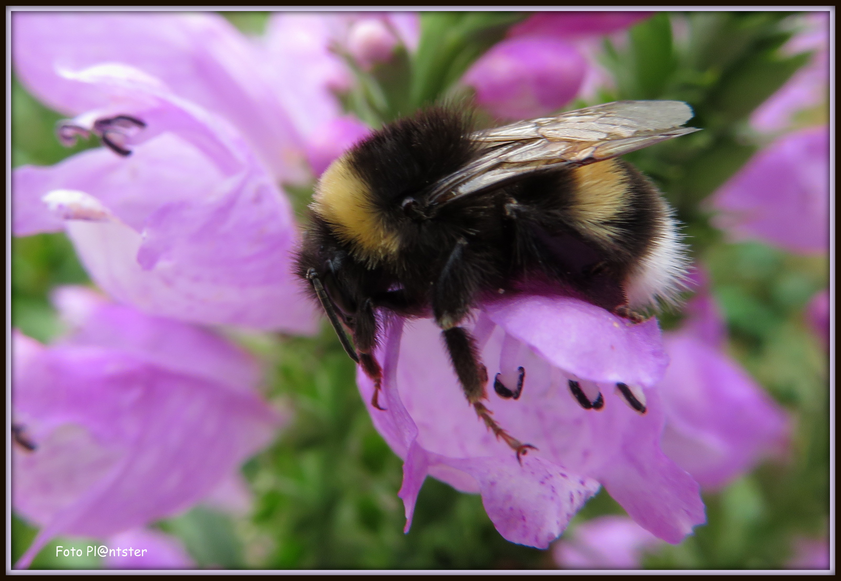 Hommel | Groene Vingers