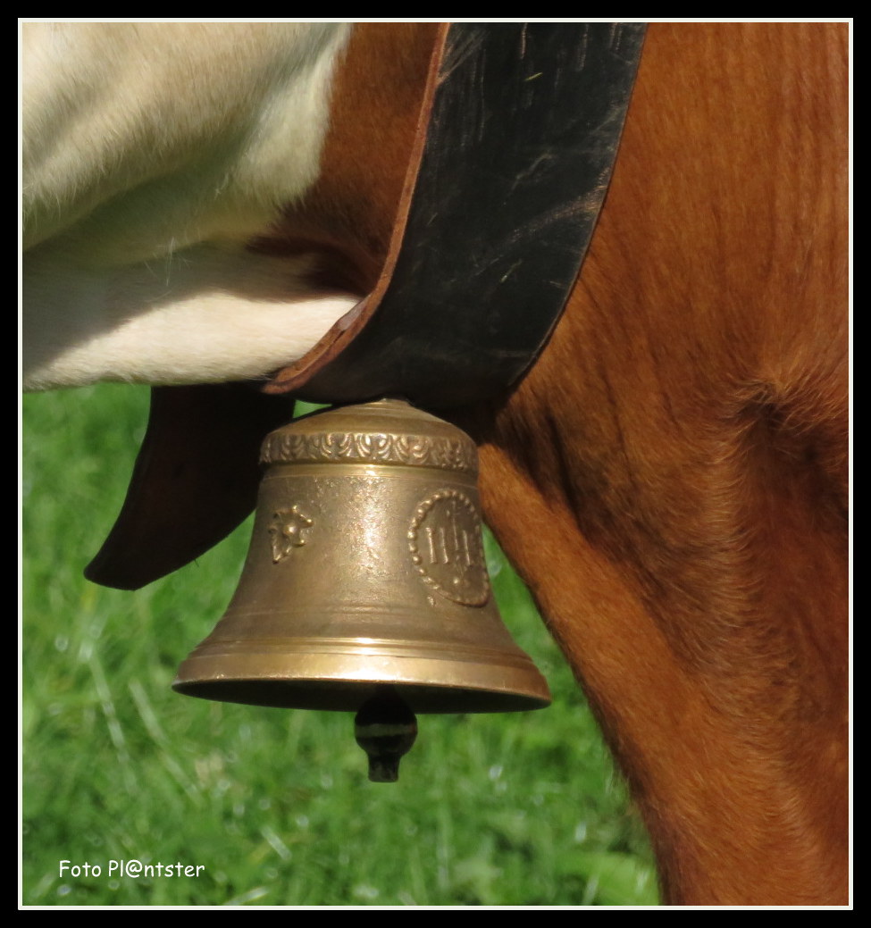 Belletje (2) | Groene Vingers