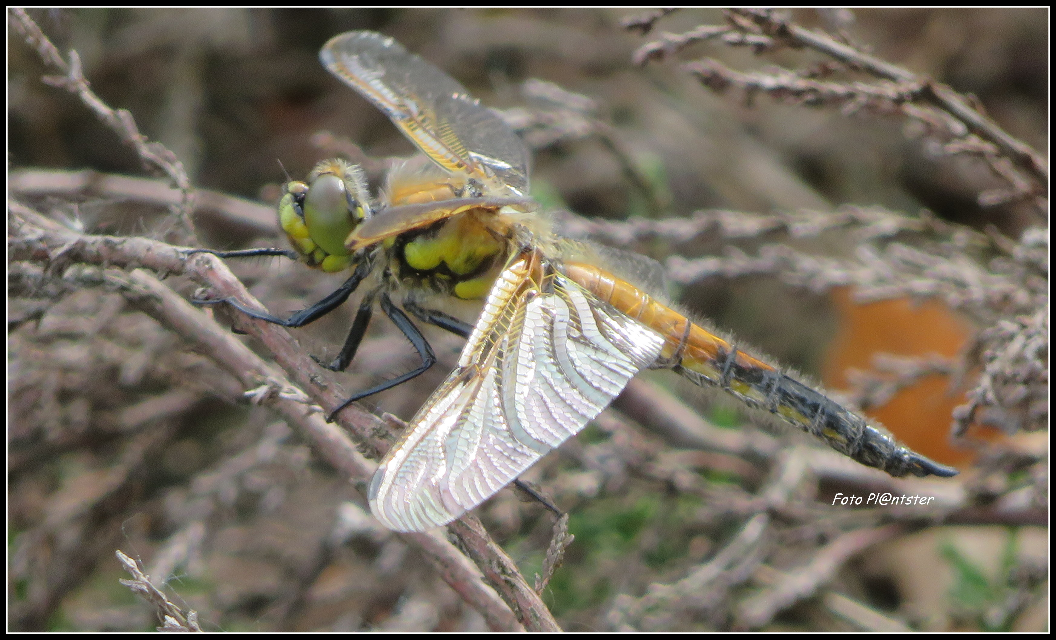Libelle 1 | Groene Vingers