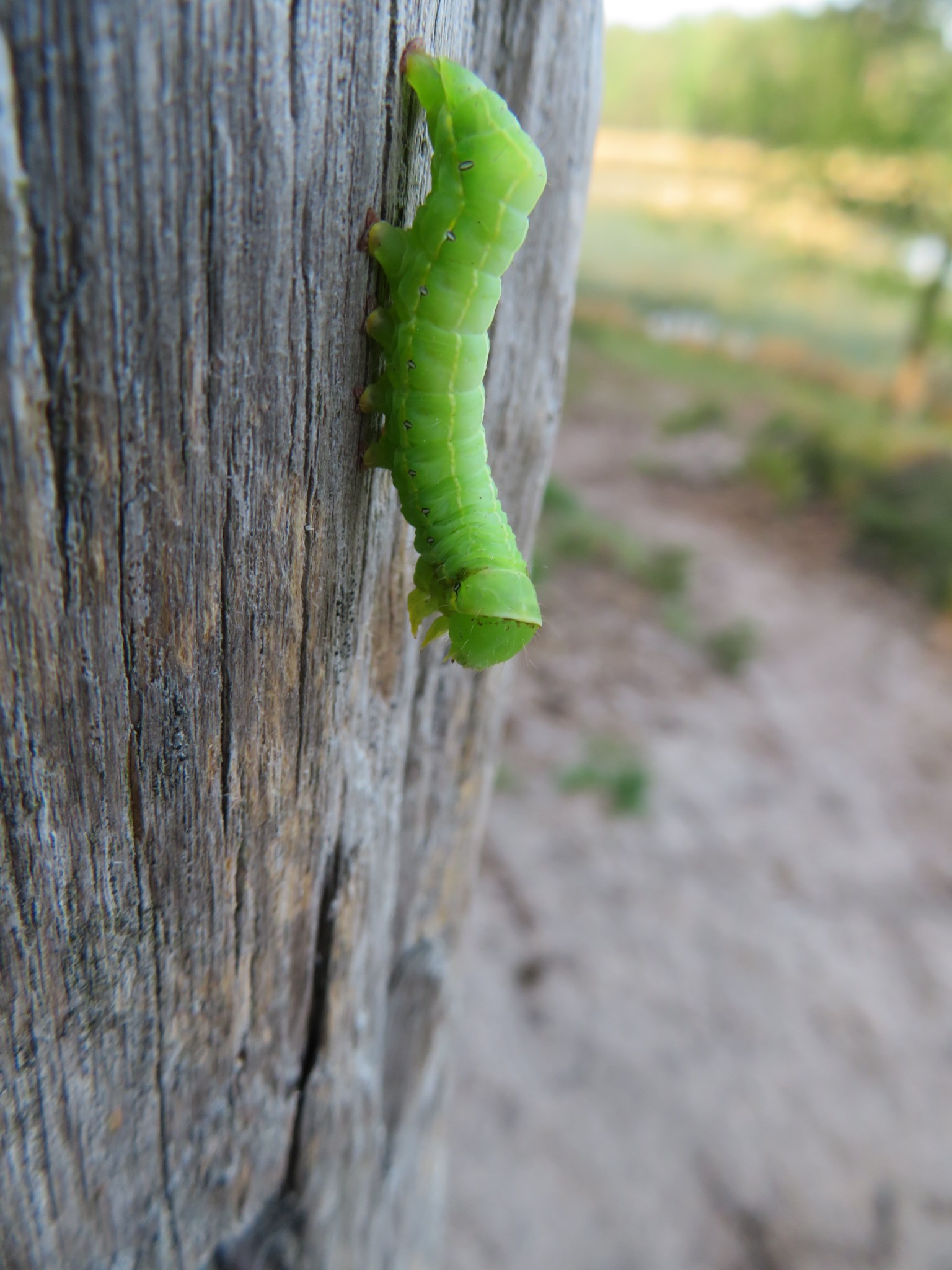 Groene rups | Groene Vingers