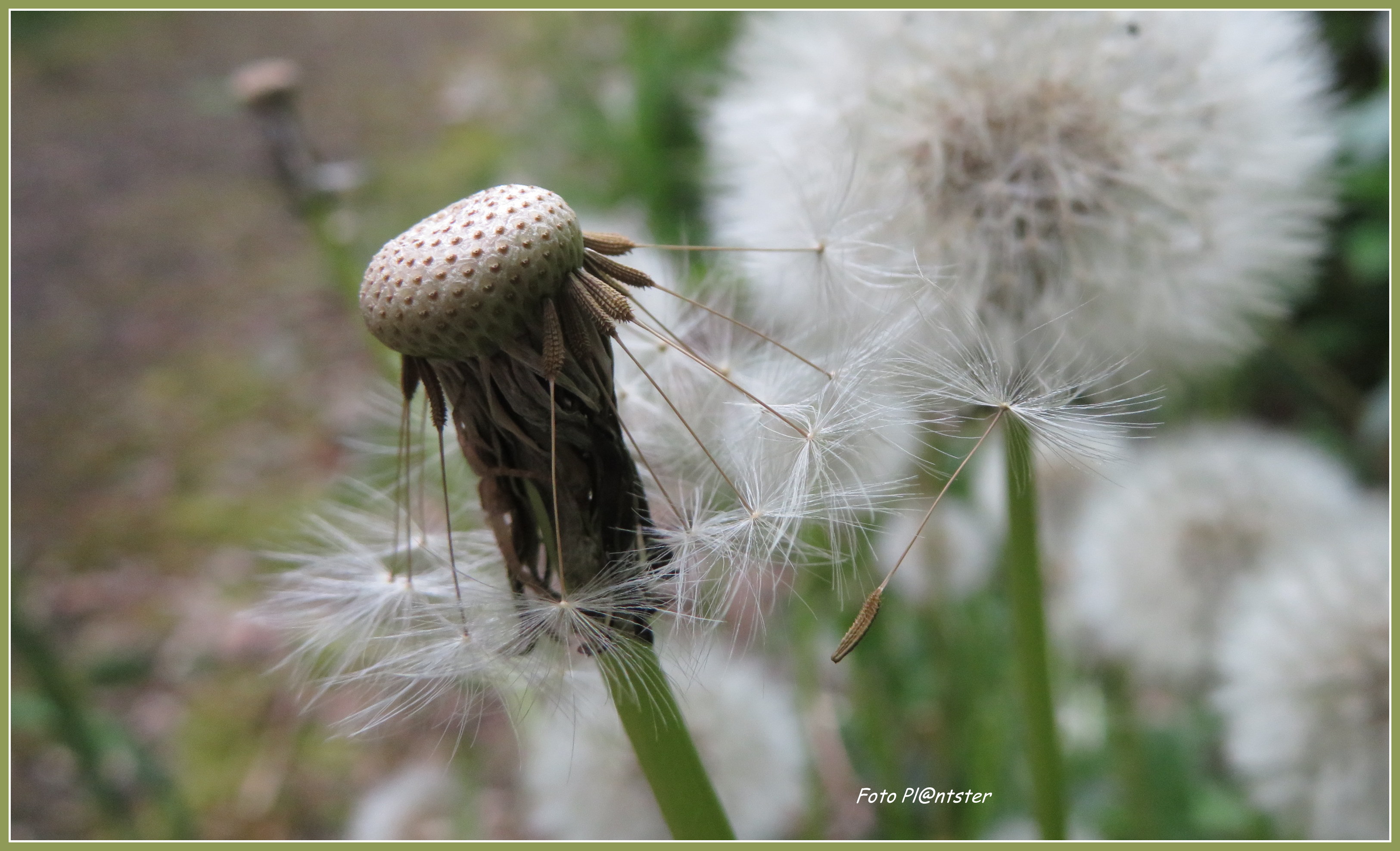 Paardenbloem zaadjes | Groene Vingers