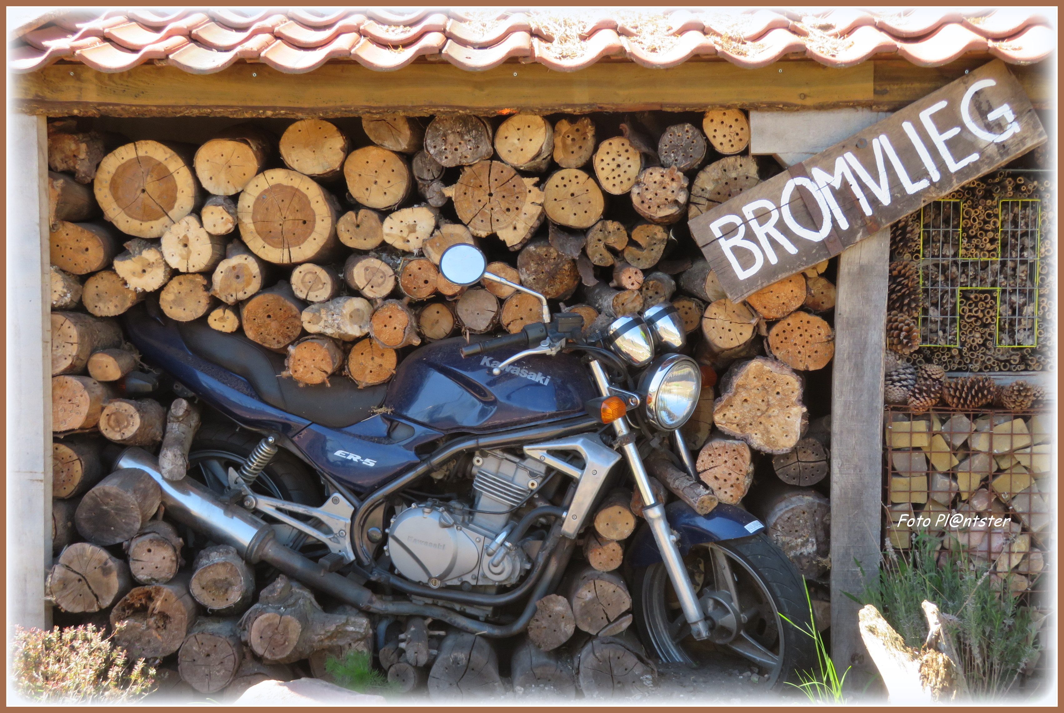 Bromvlieg | Groene Vingers