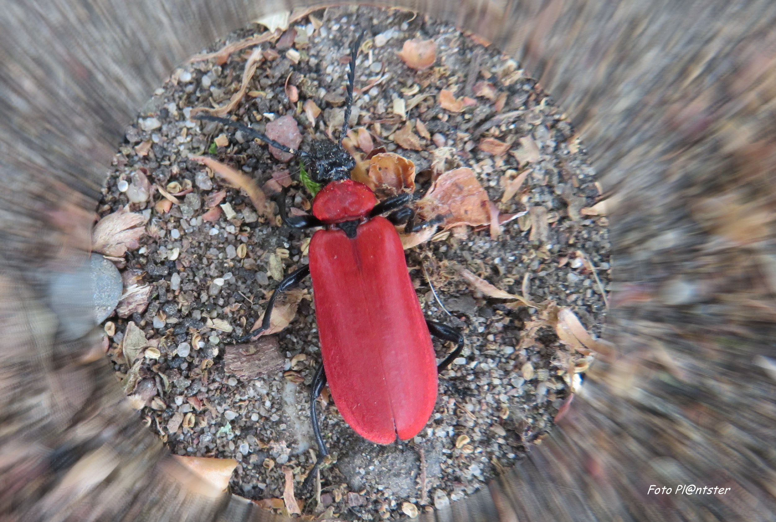 Rode kever | Groene Vingers