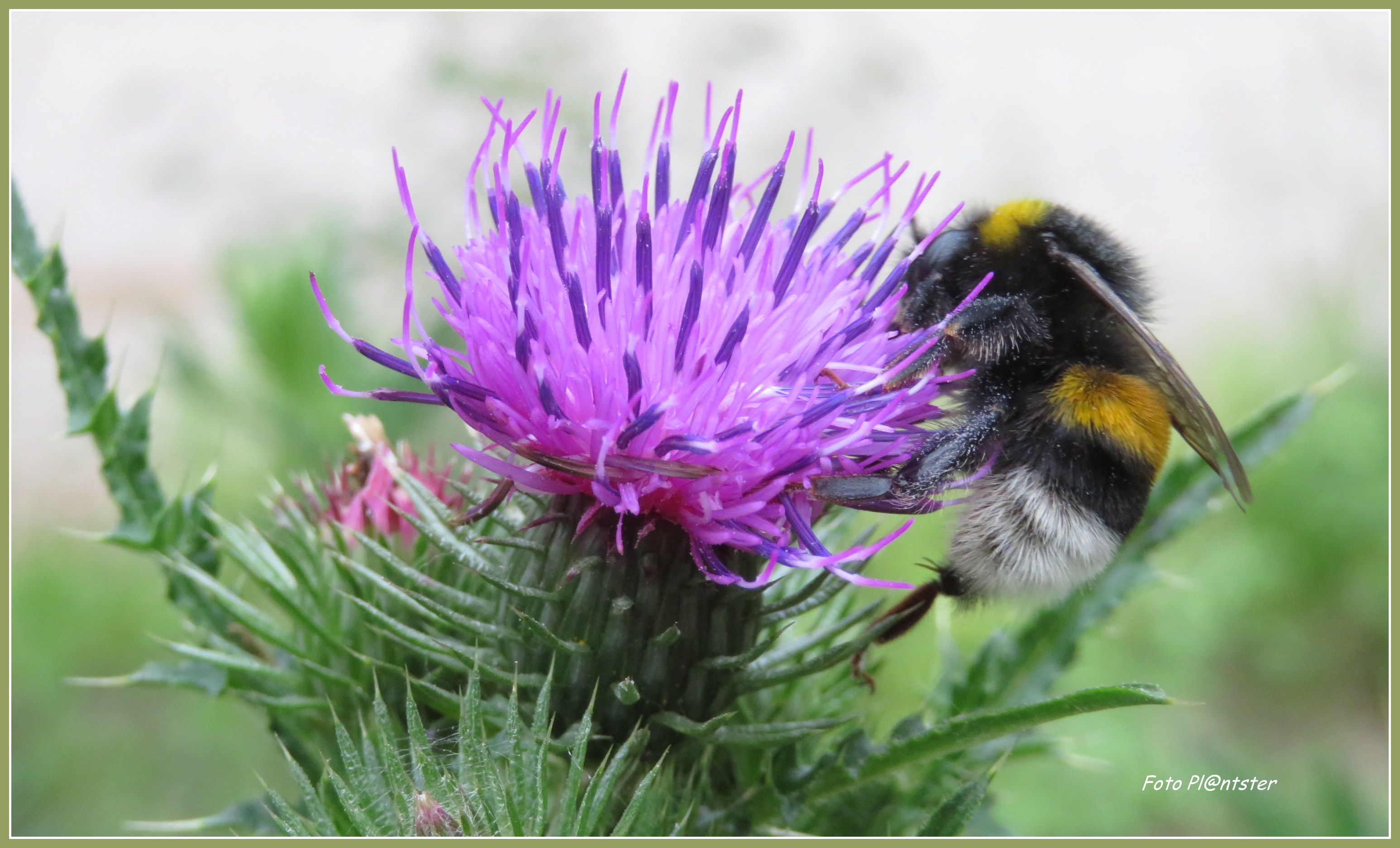Hommel | Groene Vingers