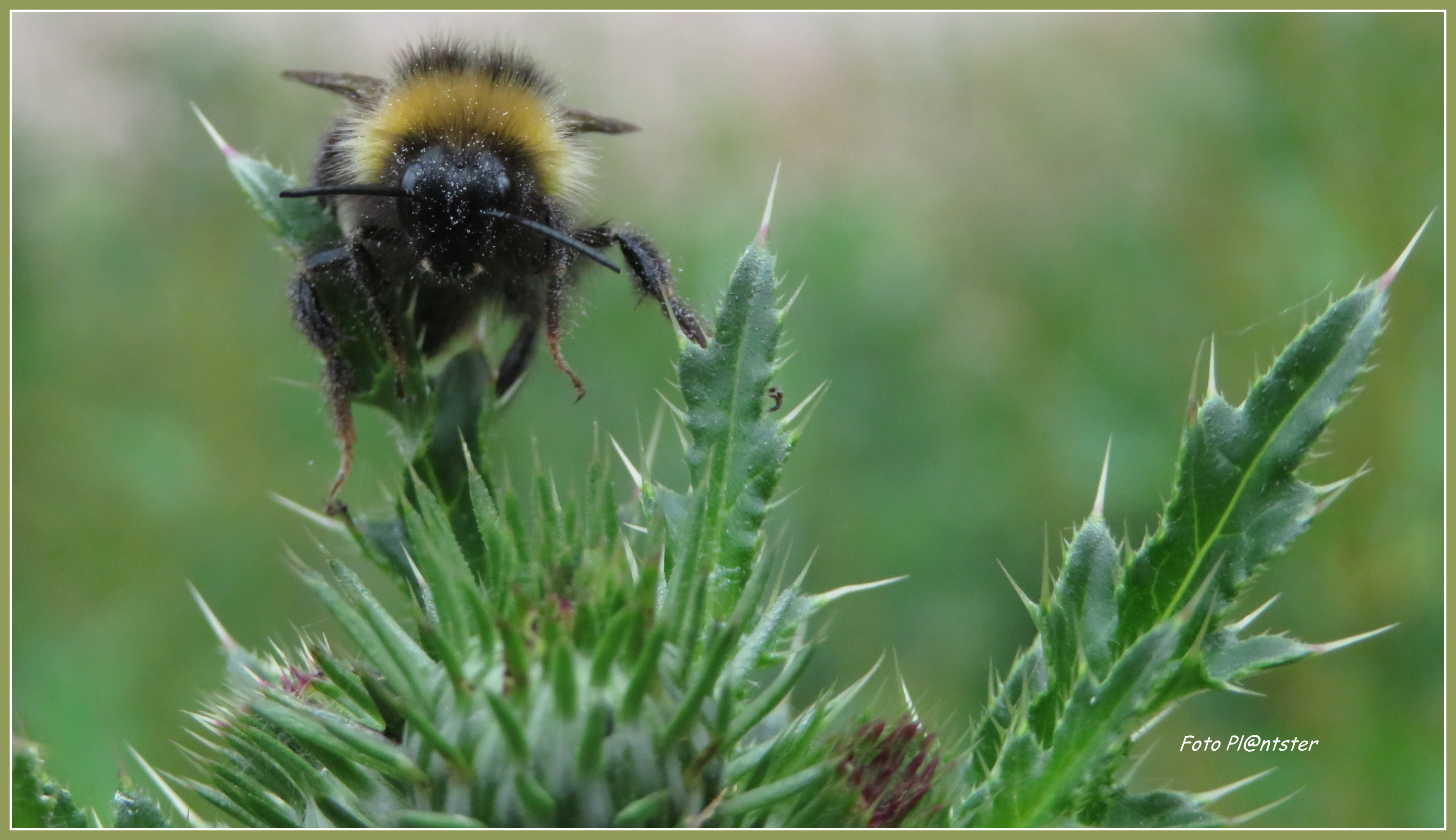 Hommel | Groene Vingers