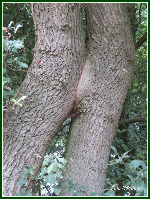 Grote reus | Groene Vingers