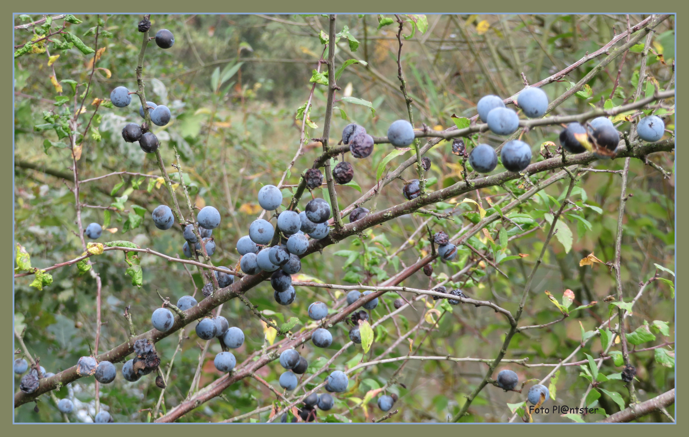 Bessen | Groene Vingers