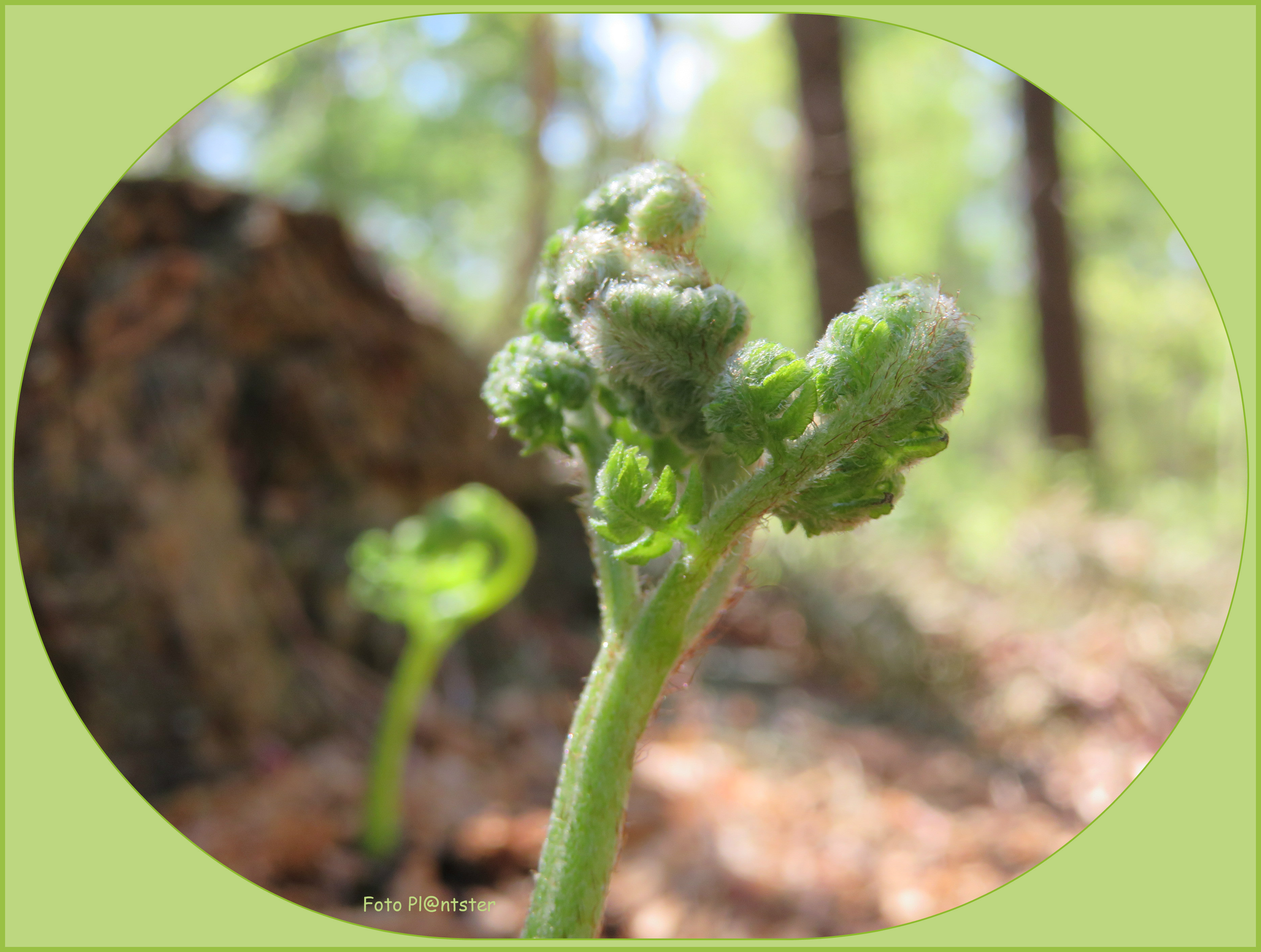 Kwetsbaar gekruld | Groene Vingers