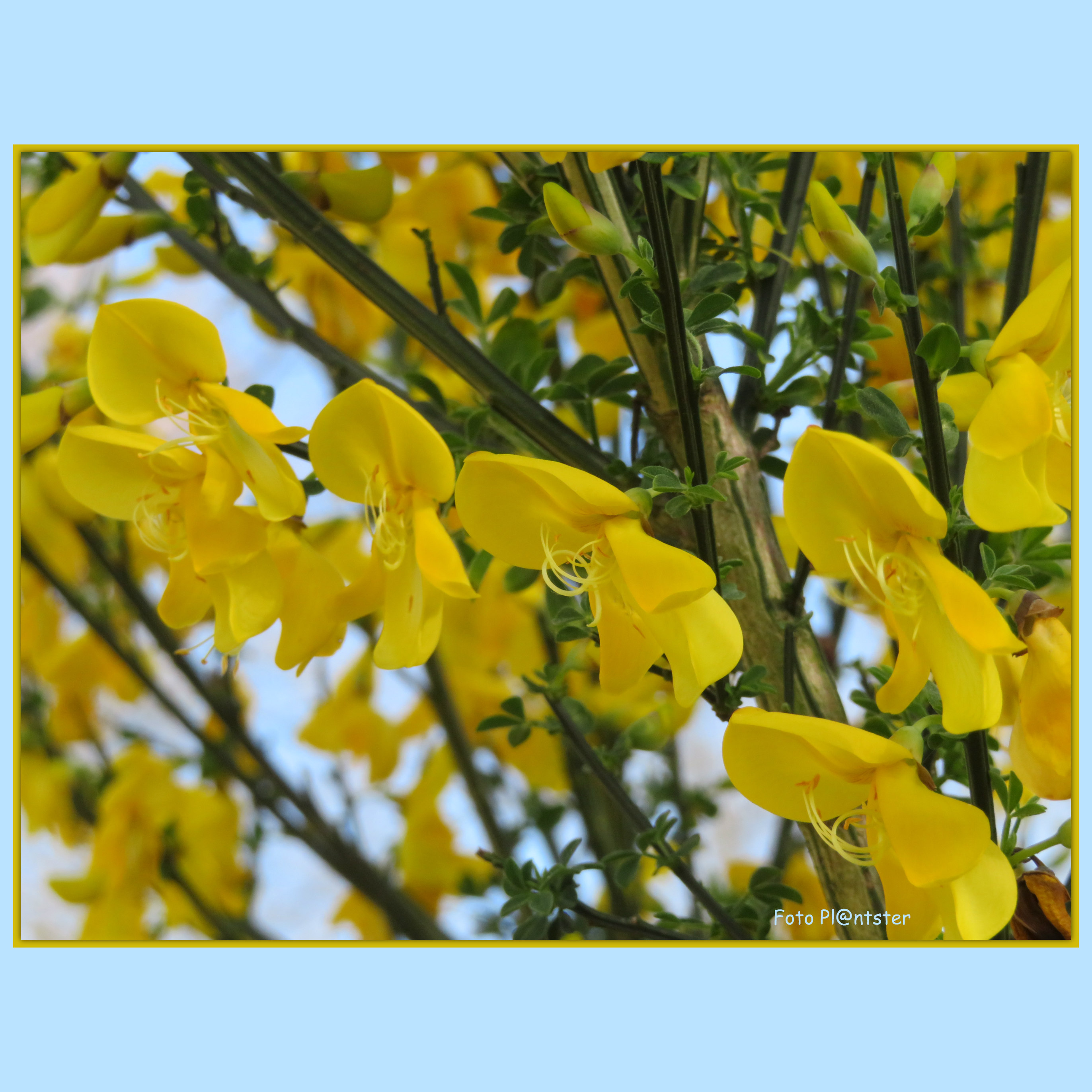 Gele bloemen | Groene Vingers