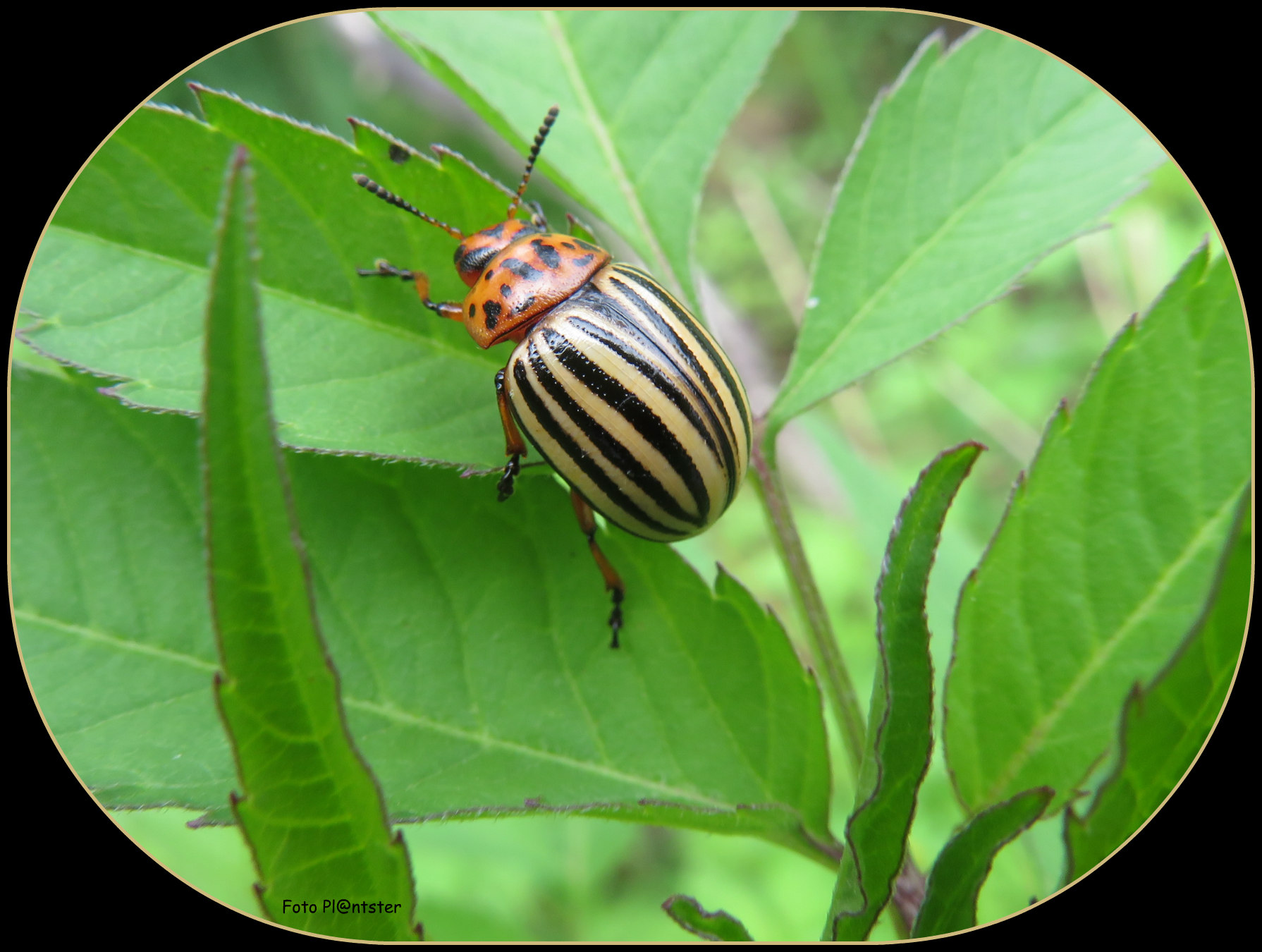 Coloradokever | Groene Vingers