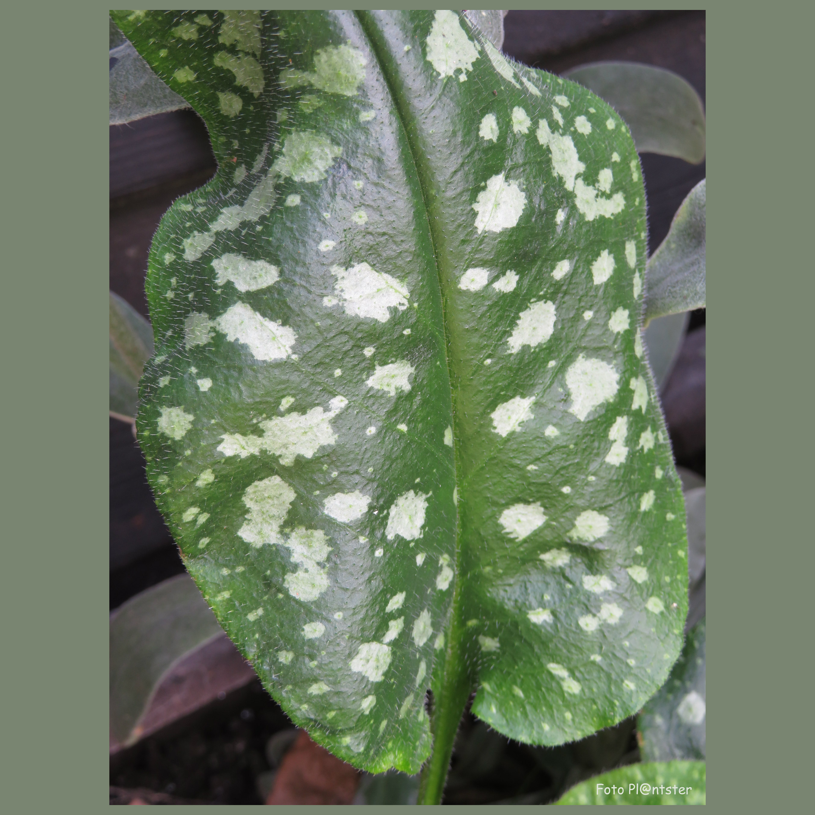 Longkruid | Groene Vingers