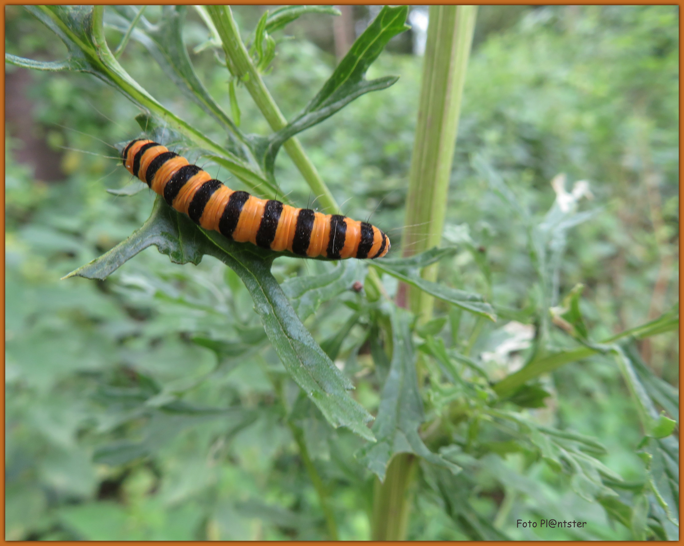 Zebra rups | Groene Vingers