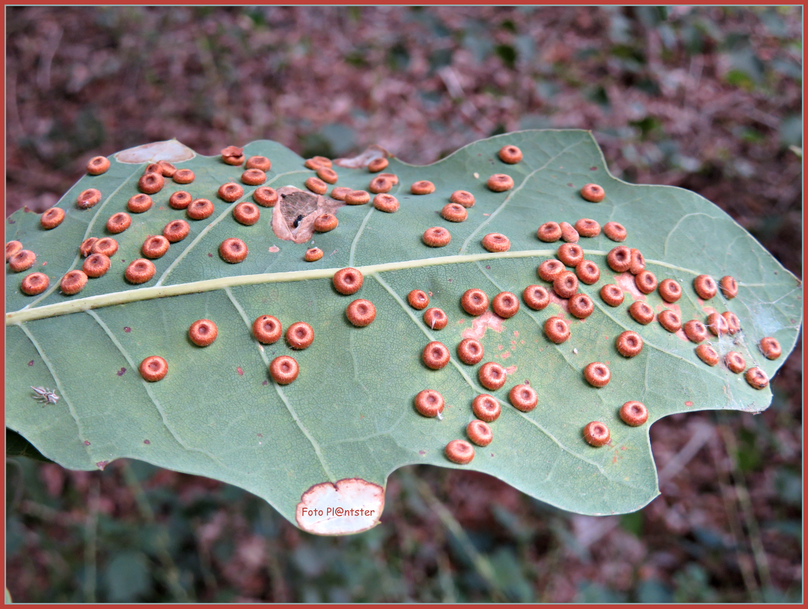 Rondjes op blad | Groene Vingers