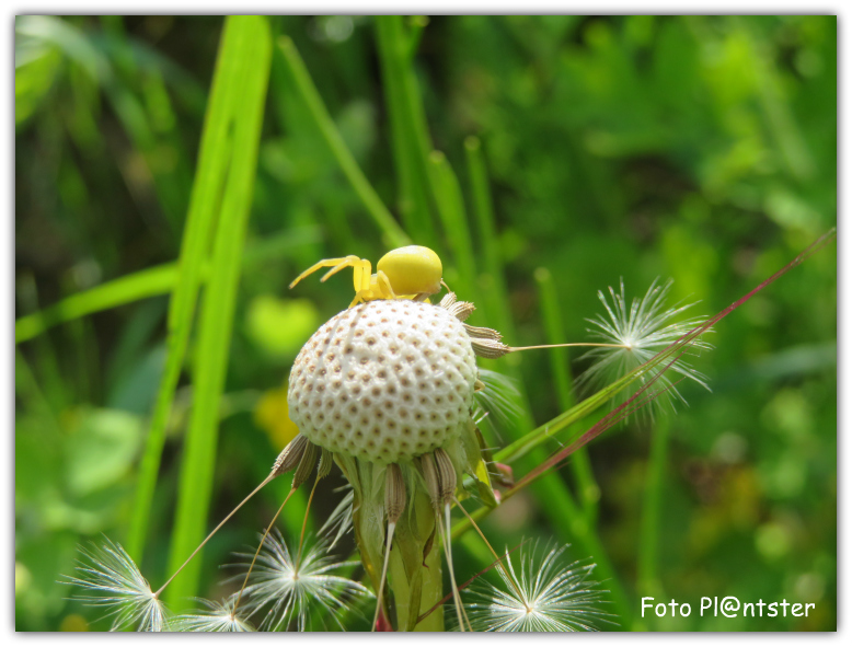 Gele krabspin | Groene Vingers