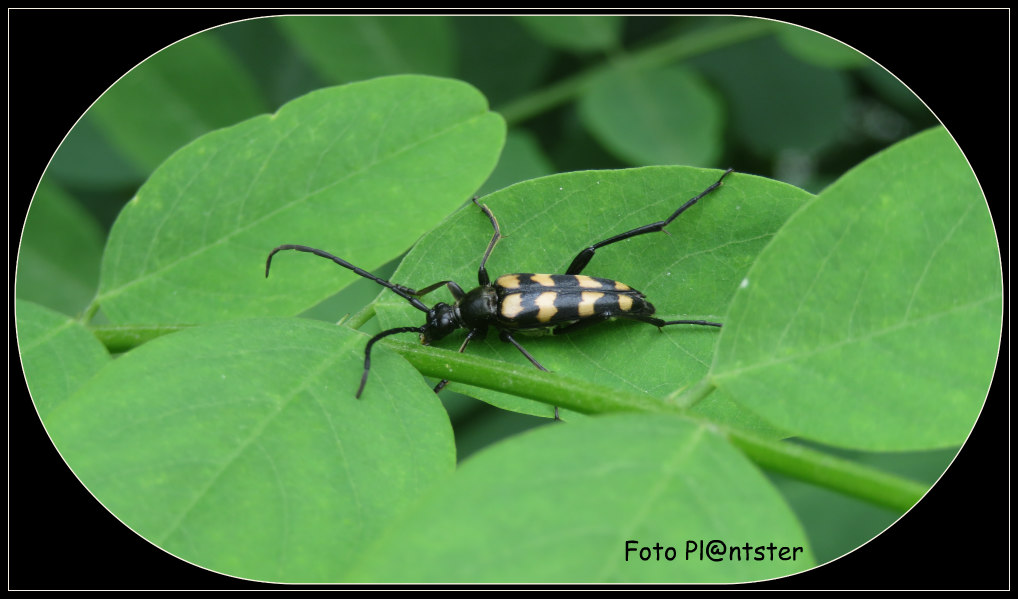 Smal boktor | Groene Vingers