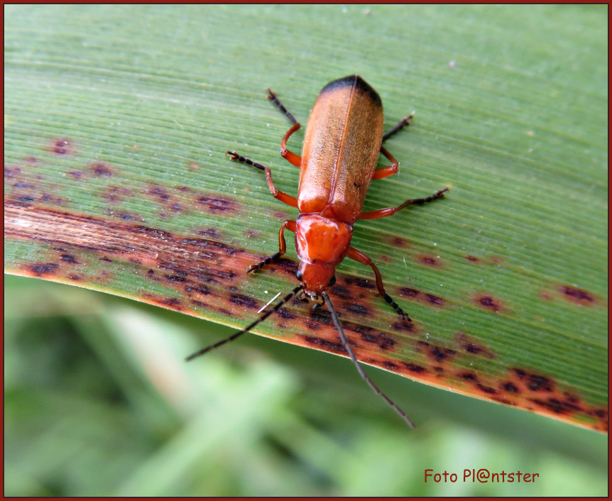 Rood soldaatje | Groene Vingers