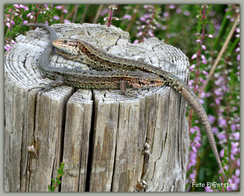 Hagedis in het zonnetje | Groene Vingers