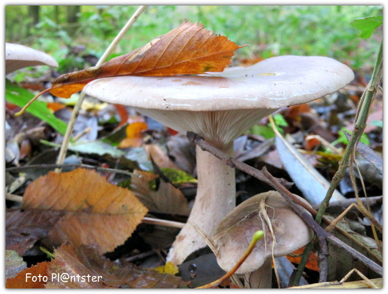 Zwam | Groene Vingers