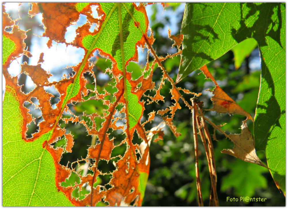 Blaadjes met gaatjes | Groene Vingers