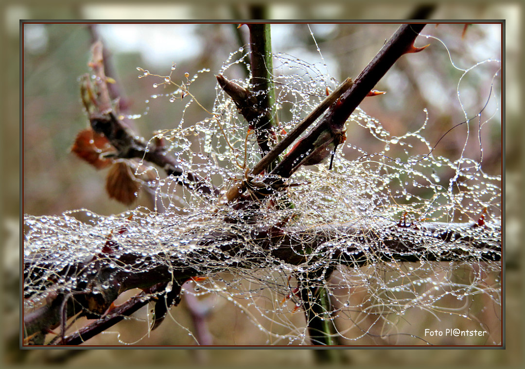 Motregen | Groene Vingers