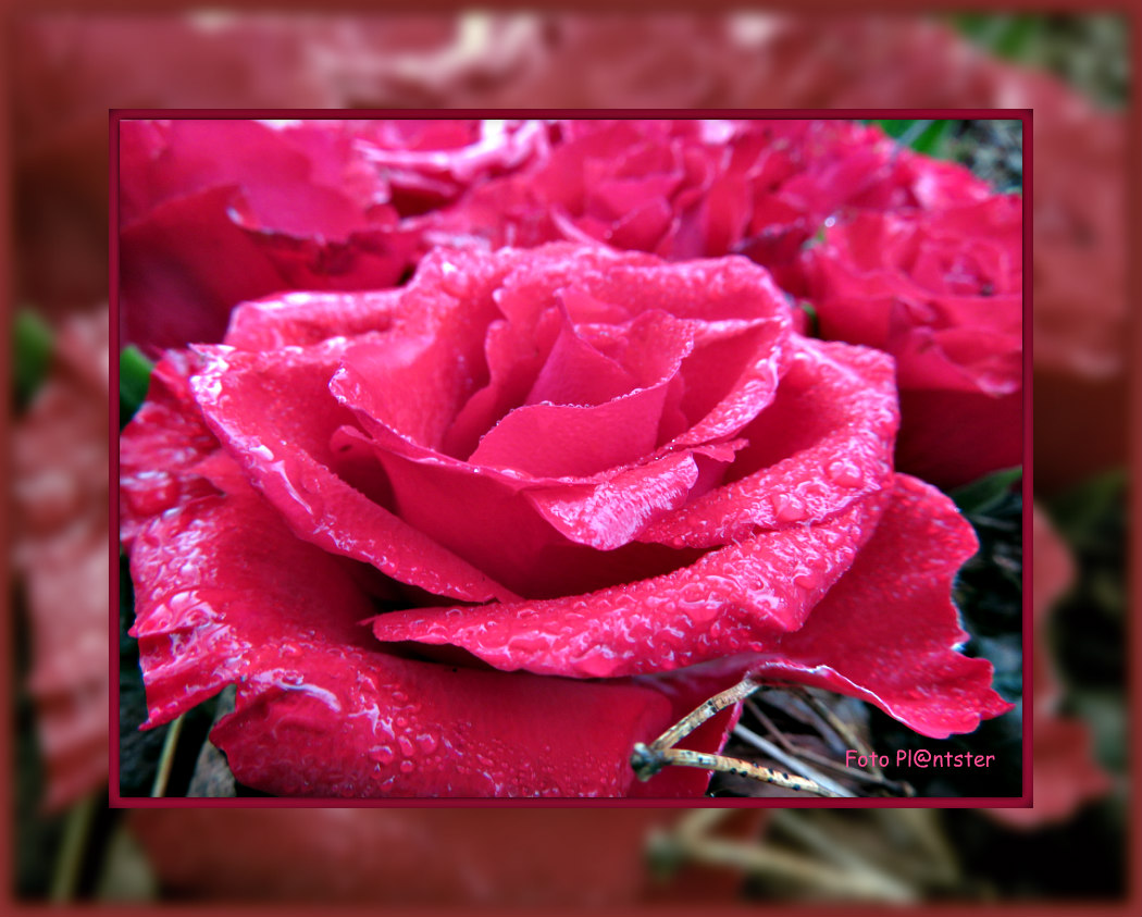 Motregen | Groene Vingers