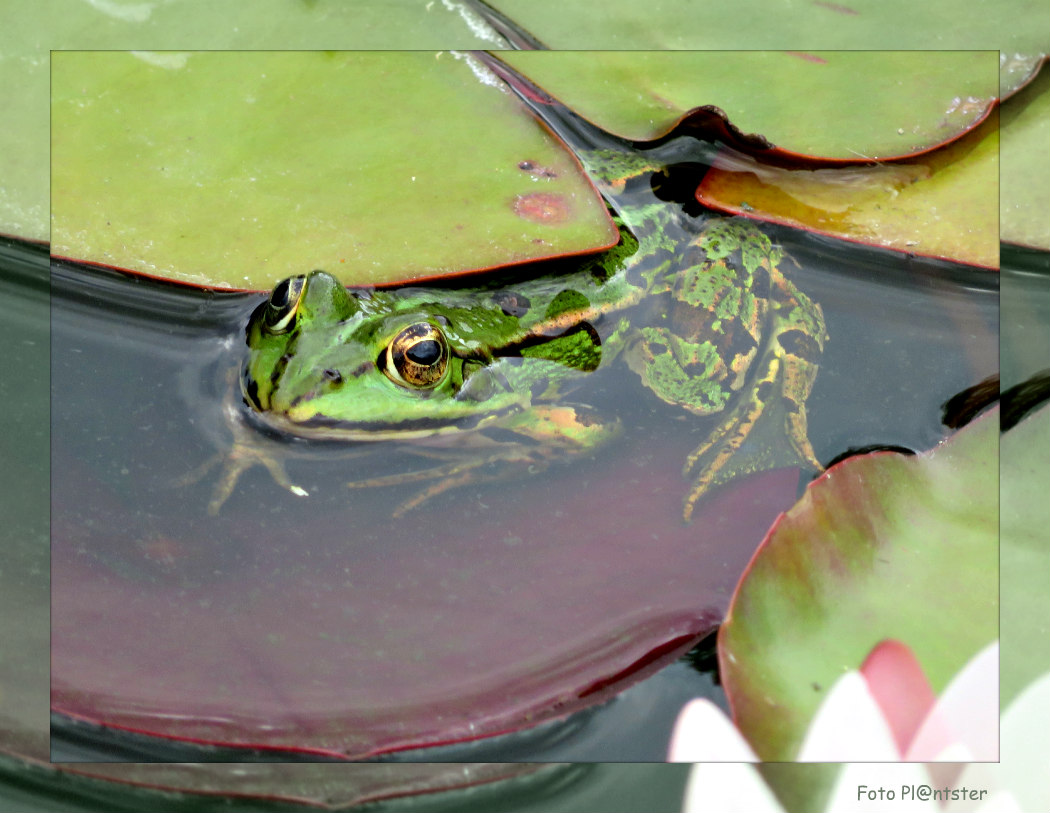 Groene kikker | Groene Vingers