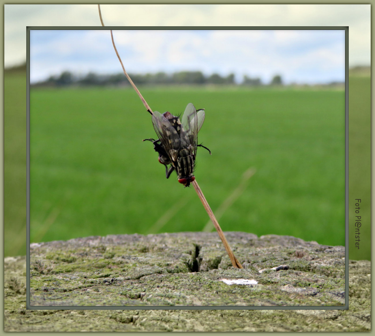 Parende vlieg | Groene Vingers