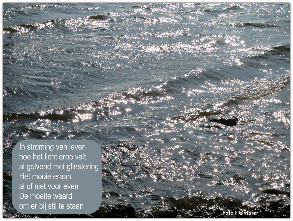 Glinstering | Groene Vingers