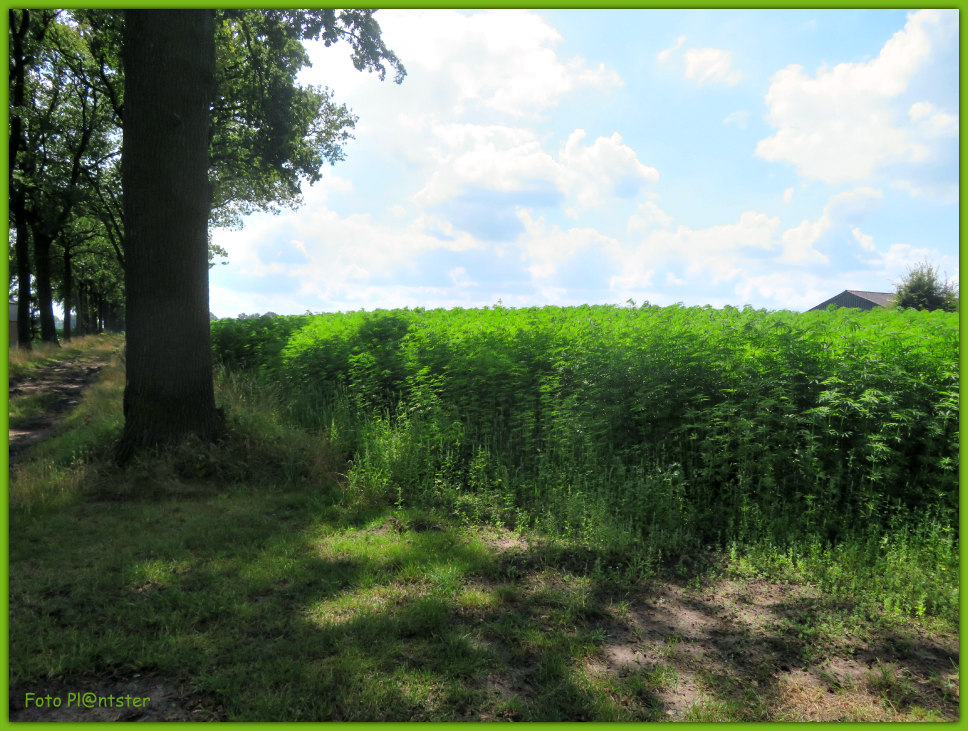 Groen en nog eens groen | Groene Vingers