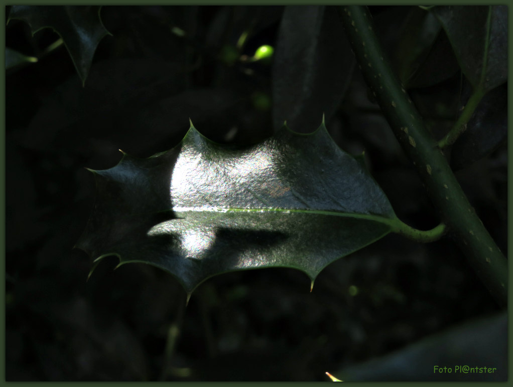Scherpe randen | Groene Vingers